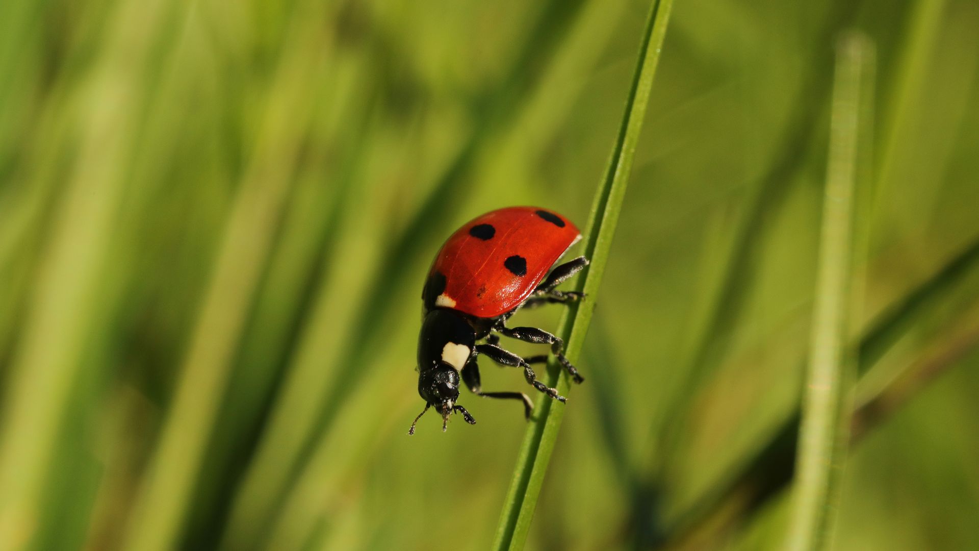 What is Focus Stacking in Photography? (And Why It’ll Save Your Next ...
