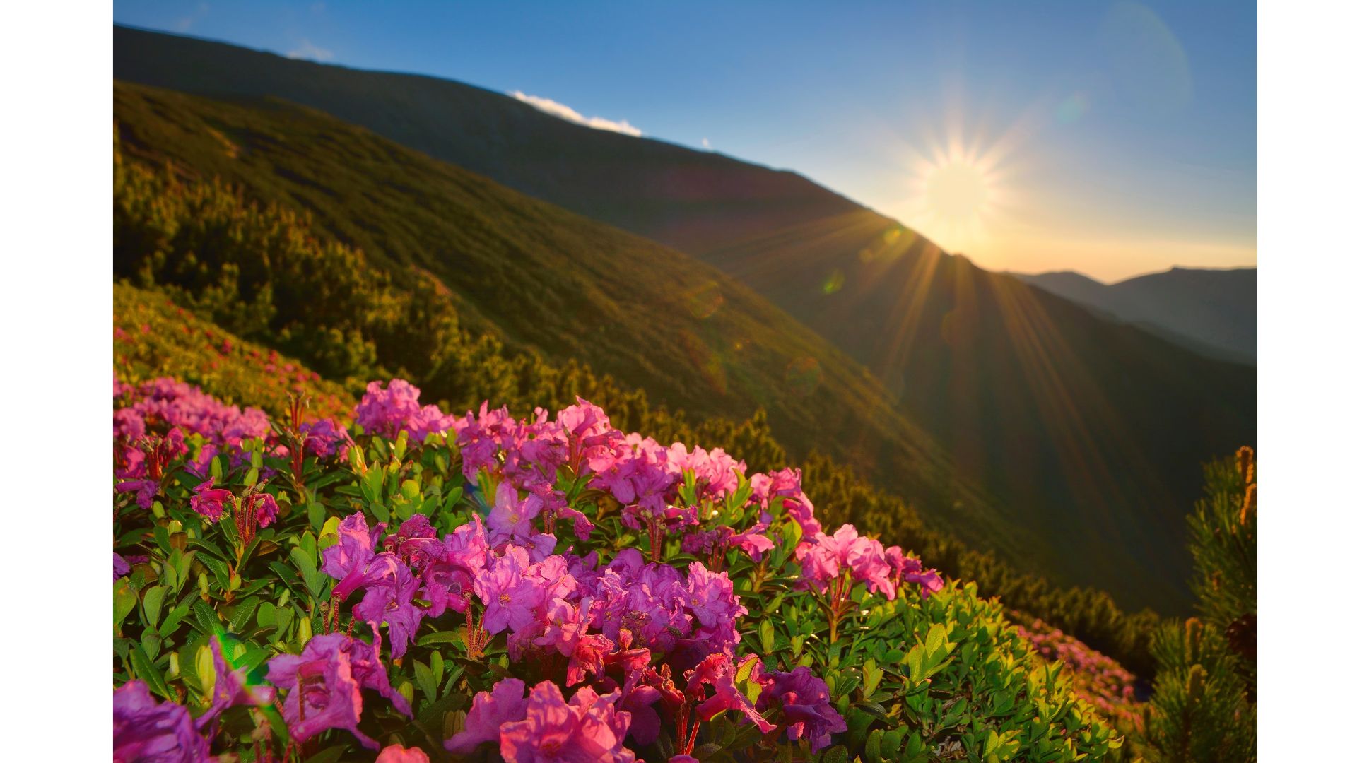 What is Focus Stacking in Photography? (And Why It’ll Save Your Next ...