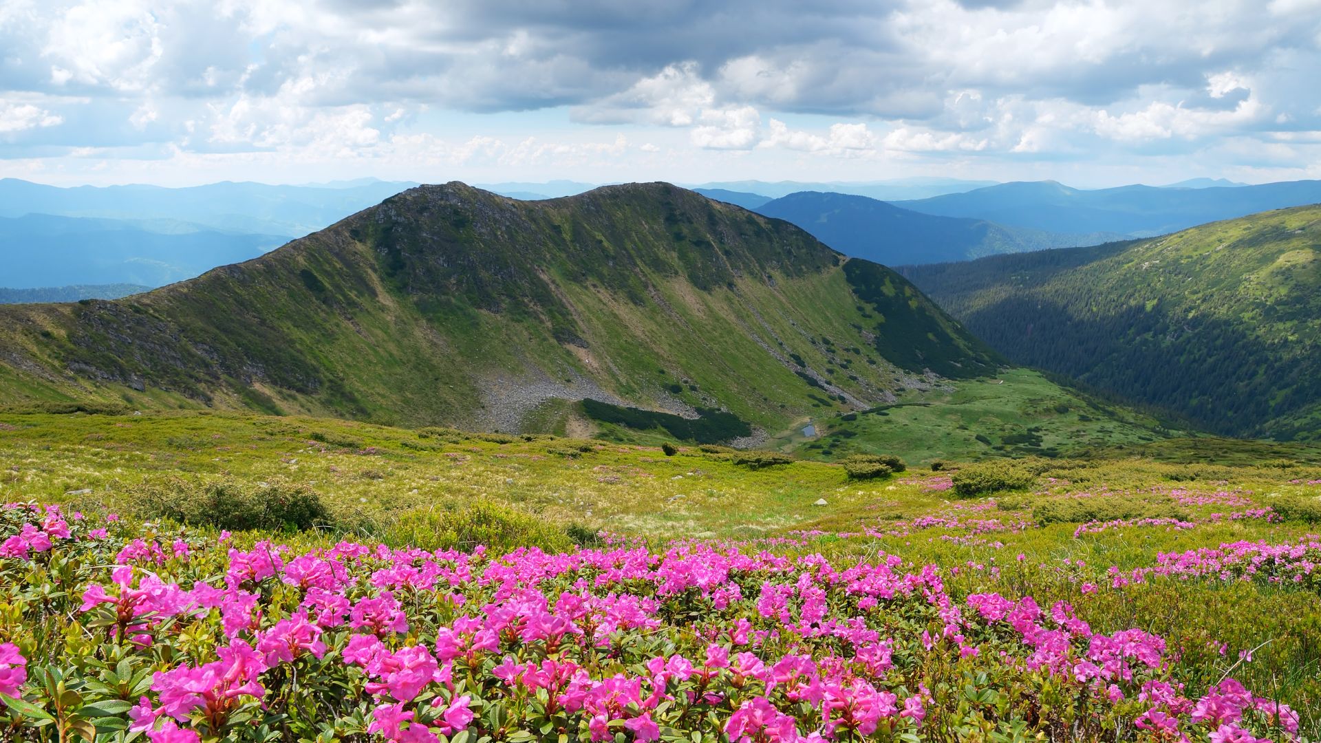 What is Focus Stacking in Photography? (And Why It’ll Save Your Next ...